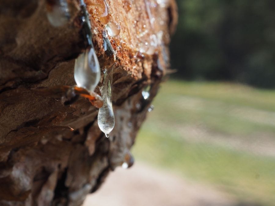 How To Get Tree Sap Out Of Hair And Clothing Wigglywisdom