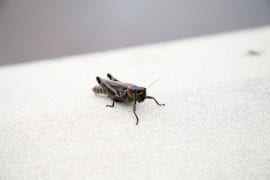 Can Crickets Come Through Vents? (And How to Get Rid of Them ...